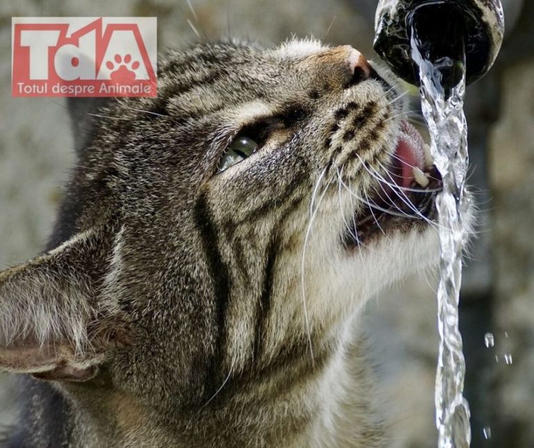 6 rase de pisici care iubesc apa - Totul despre animale