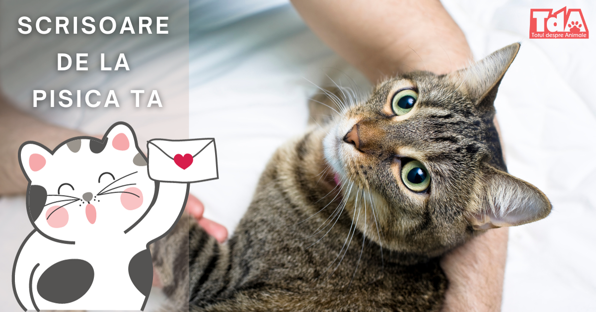 Scrisoare de la pisica ta: Mă iubești cu adevărat? - Totul despre animale