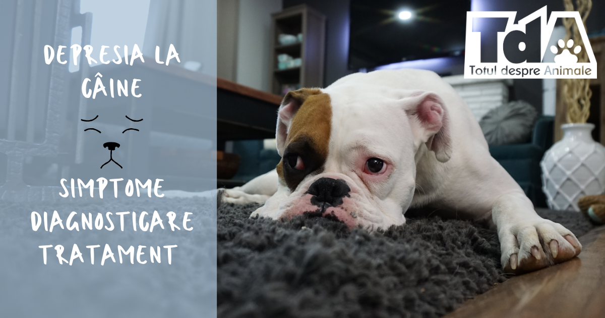 Depresia la câine Simptome Diagnosticare Tratament - Totul despre animale